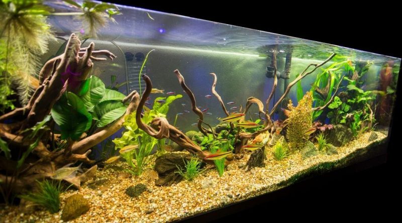 FISH TANK | Microbe-Lift