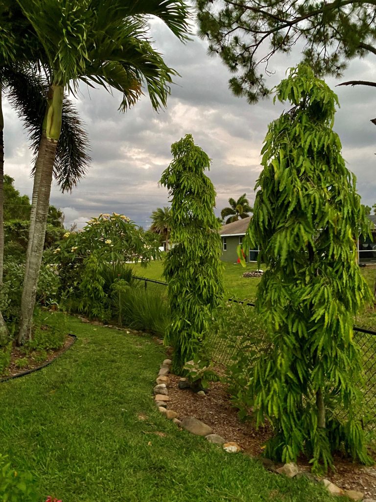 JANUARY TREES scaled | Microbe-Lift