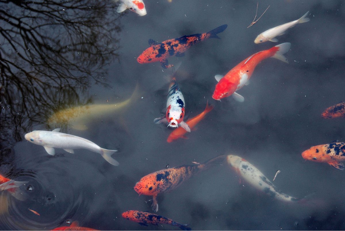 Best Fish Feeding Practices for Healthy Ponds Microbe-Lift