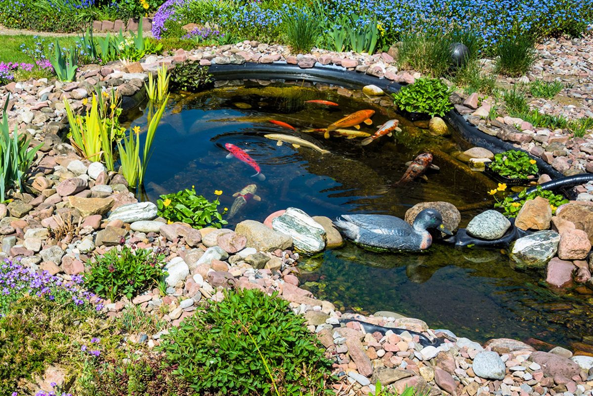 Best Fish Feeding Practices for Healthy Ponds Microbe-Lift